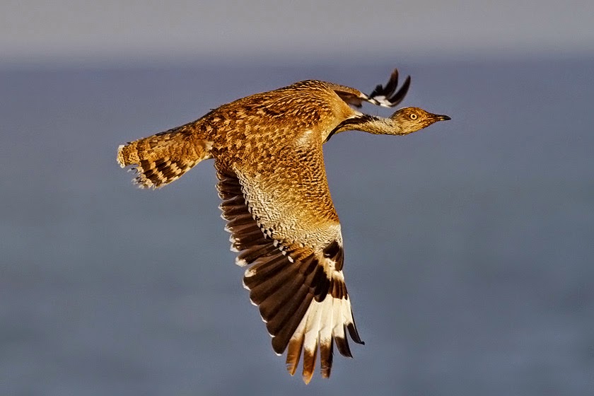 Houbara Bustards | Focusing on Wildlife