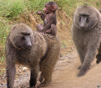 Baboon-Guinea