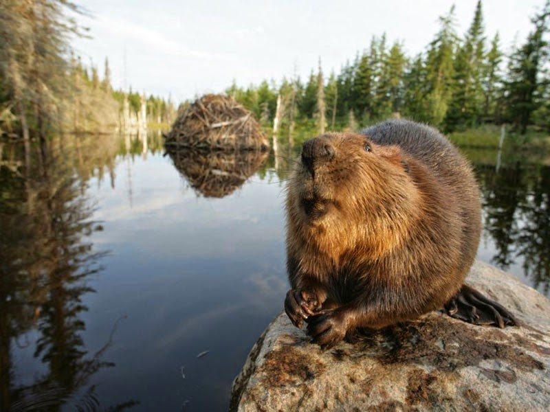 Animali di Potere: Castoro, Animale di Potere e Totem