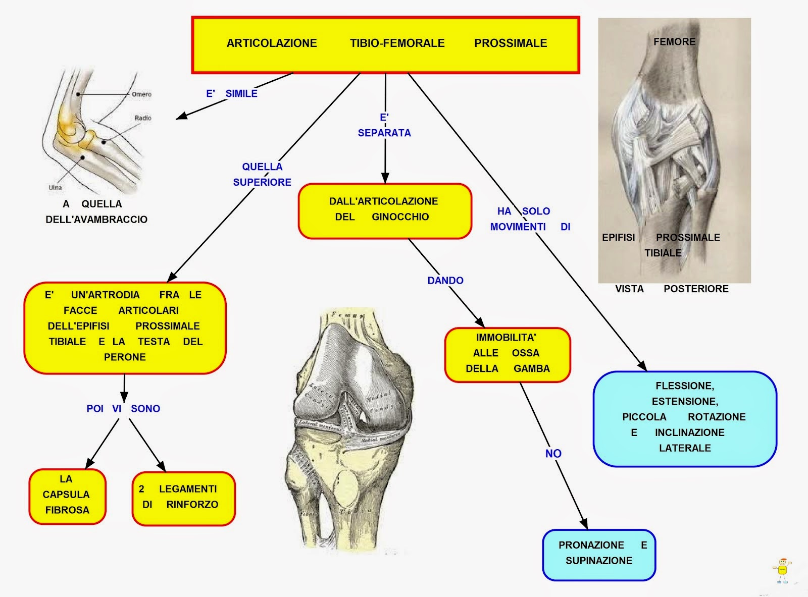 Mappa concettuale: Articolazione tibio-femorale prossimale ...