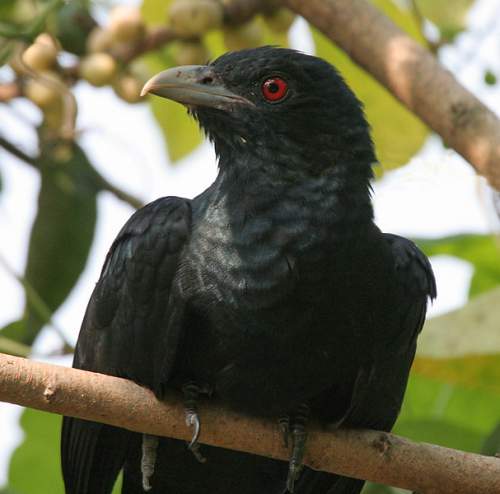Asian (western) koel images | Birds of India | Bird World