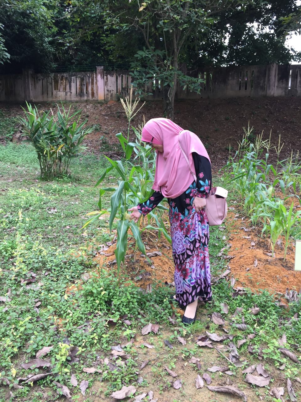 PERKEMBANGAN TERNAKAN IKAN KELI AIR MATA AIR & TANAMAN JAGUNG ~ Pusat ...