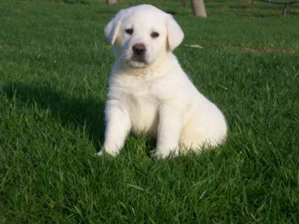All Labrador Retrievers: The White Labrador Retriever