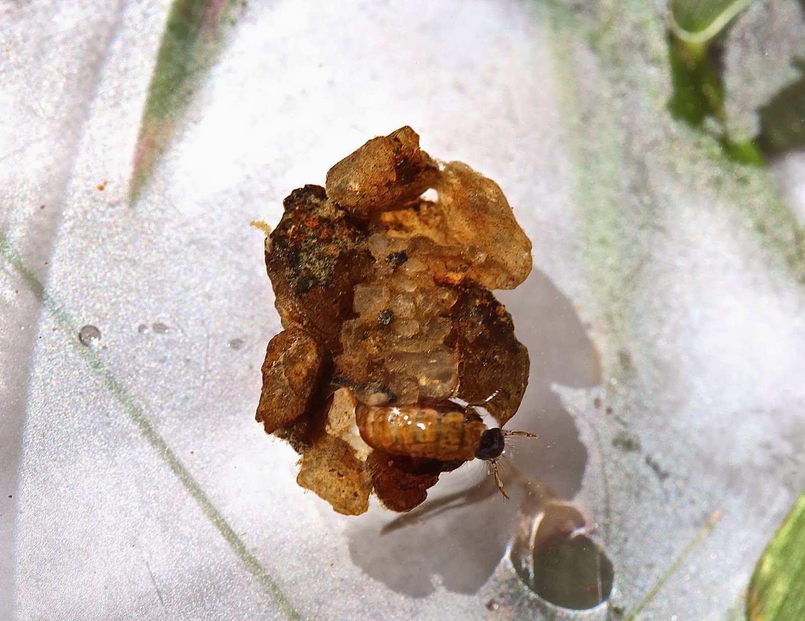 Aquatic Insects of Central Virginia: A new stream -- and possibly a new ...