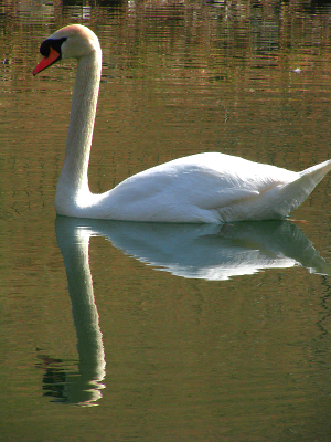 Pasiunea Pescuitului: Lebada