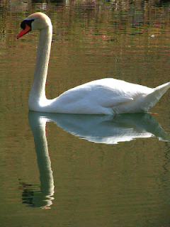 Pasiunea Pescuitului: Lebada