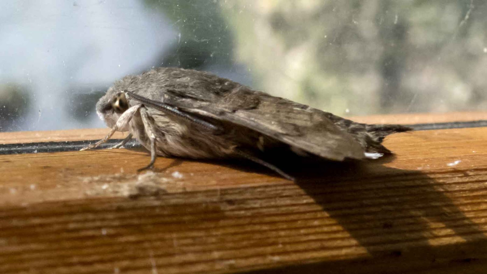 Faune Flore d'Ul: Moro sphinx ou Sphinx colibri