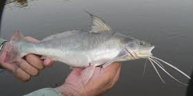 PESCANDO EN ANTIOQUIA