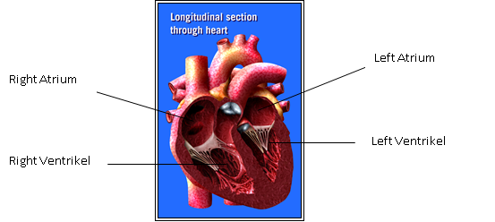 dokter Andrie Gunawan: Katup Mitral (Anatomi dan Fisiologi)
