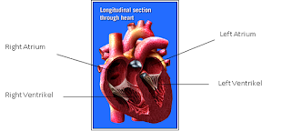 dokter Andrie Gunawan: Katup Mitral (Anatomi dan Fisiologi)