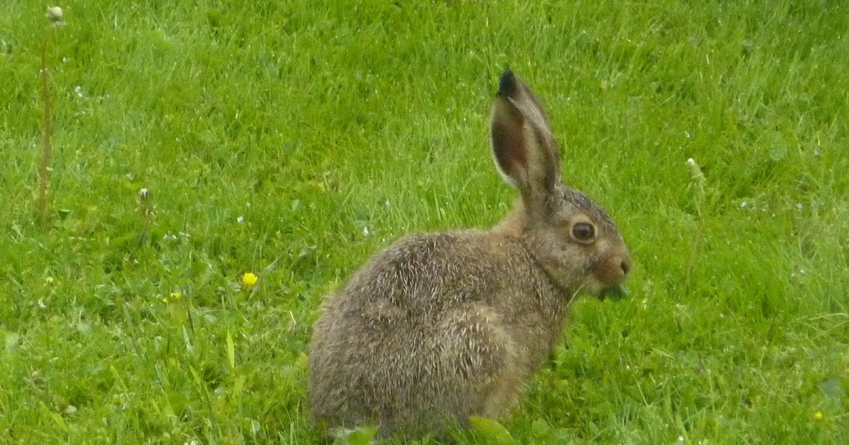 Puutarha on kotini: Pikku-pupu