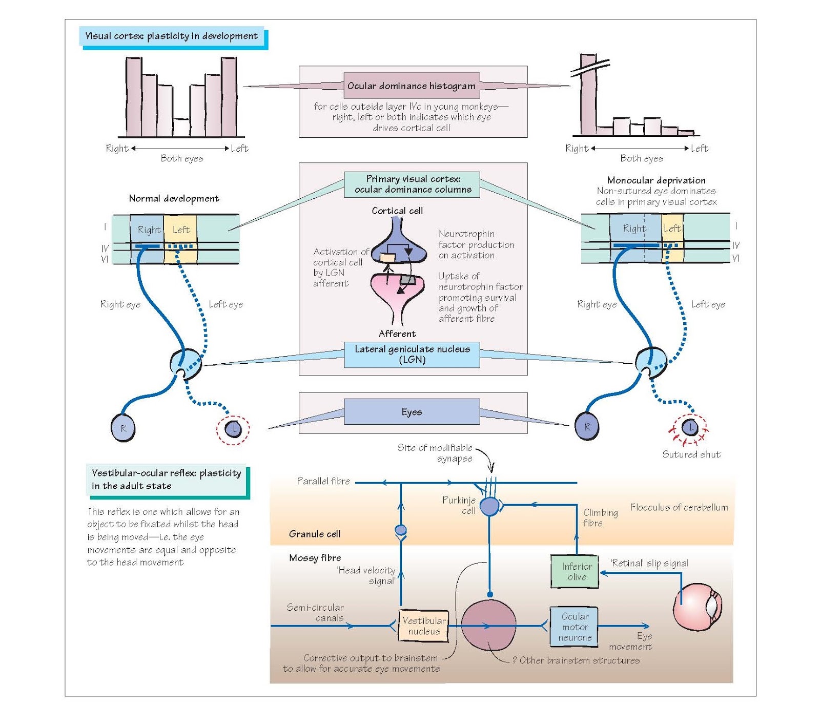Neural Plasticity And Neurotrophic Factors II: The Central Nervous ...