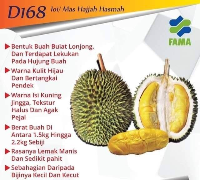 10 Jenis Baka Durian Paling Popular Digilai Ramai Di Malaysia