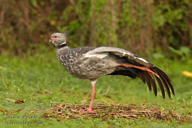 .Cunamoryvos: "El chajá" -Conociendo las aves de América-