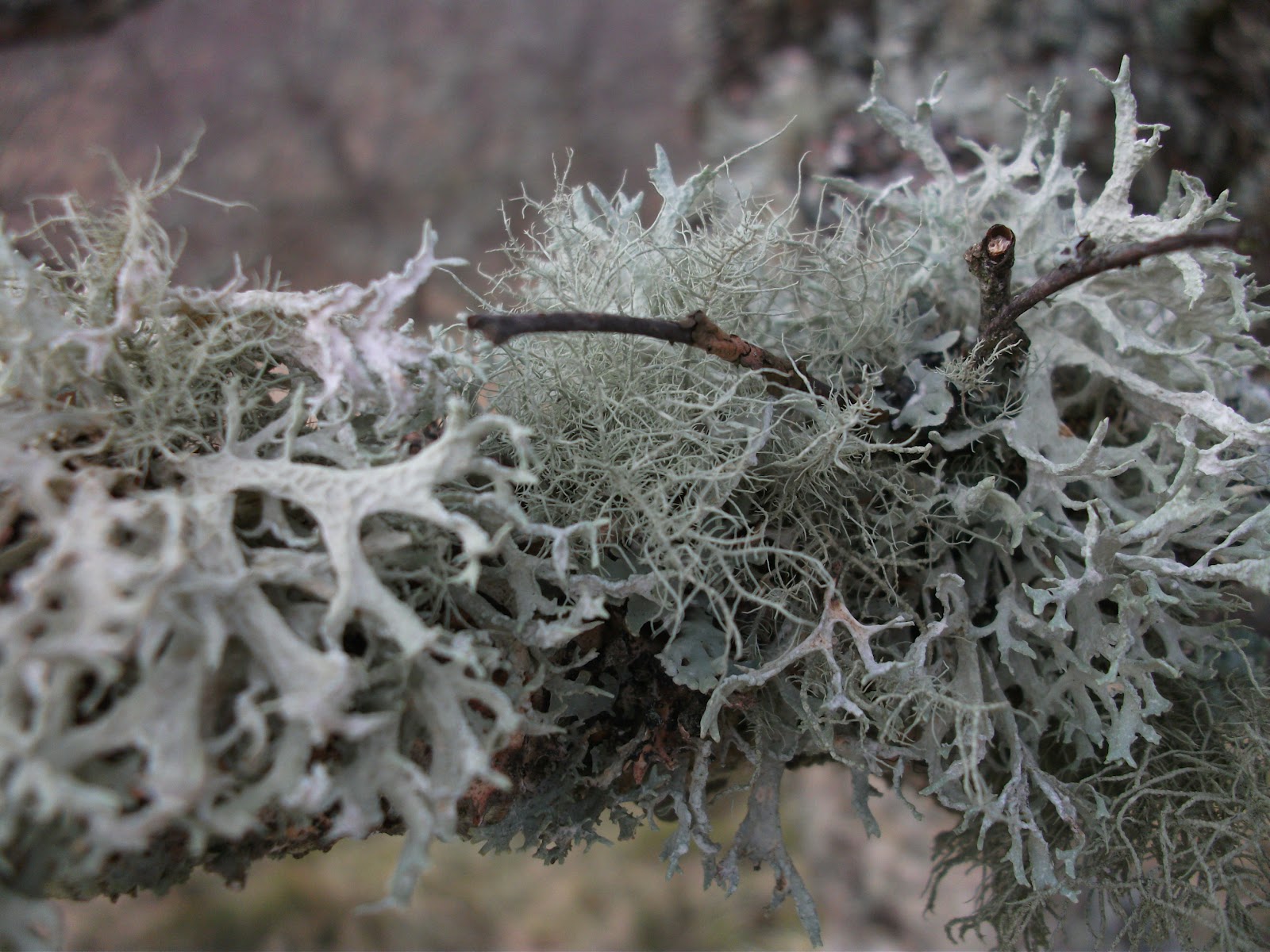 Annie's Little Plot: Lovely lichens