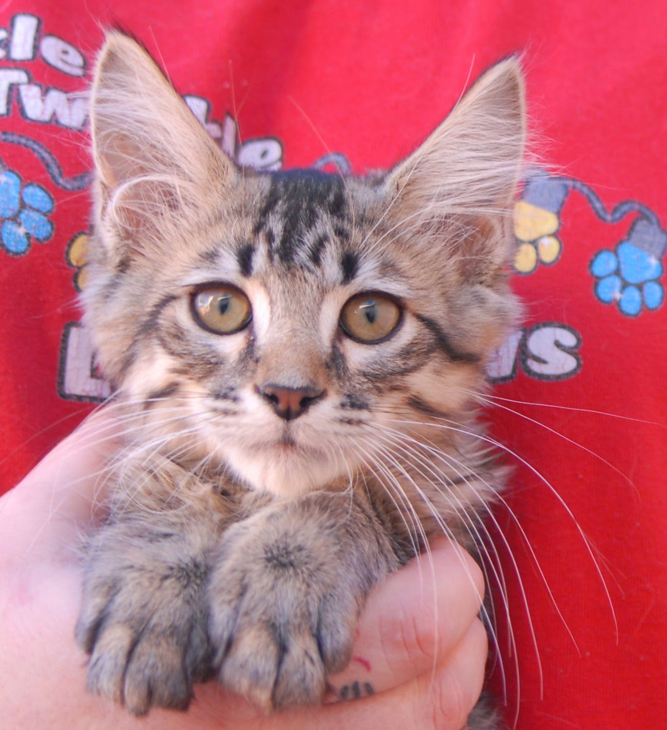 Fitzgerald, Hemingway, Salinger, and Twain