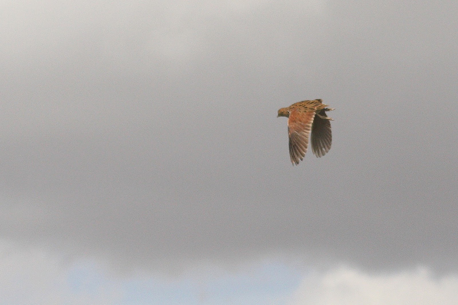 CAMBRIDGESHIRE BIRD CLUB GALLERY: Corncrake
