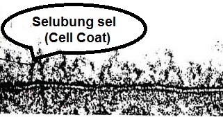 SELUBUNG SEL (CELL COAT)