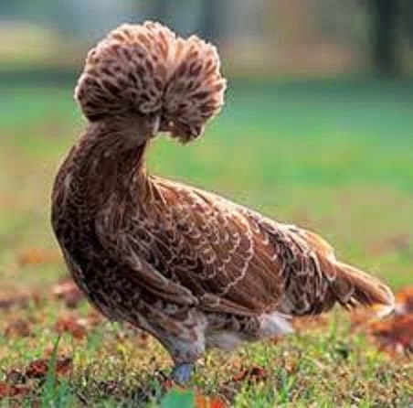 Padovana chicken - Alchetron, The Free Social Encyclopedia