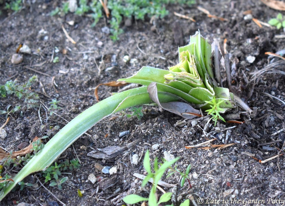 Late to the Garden Party: Ravenous rabbits and reckless raccoons