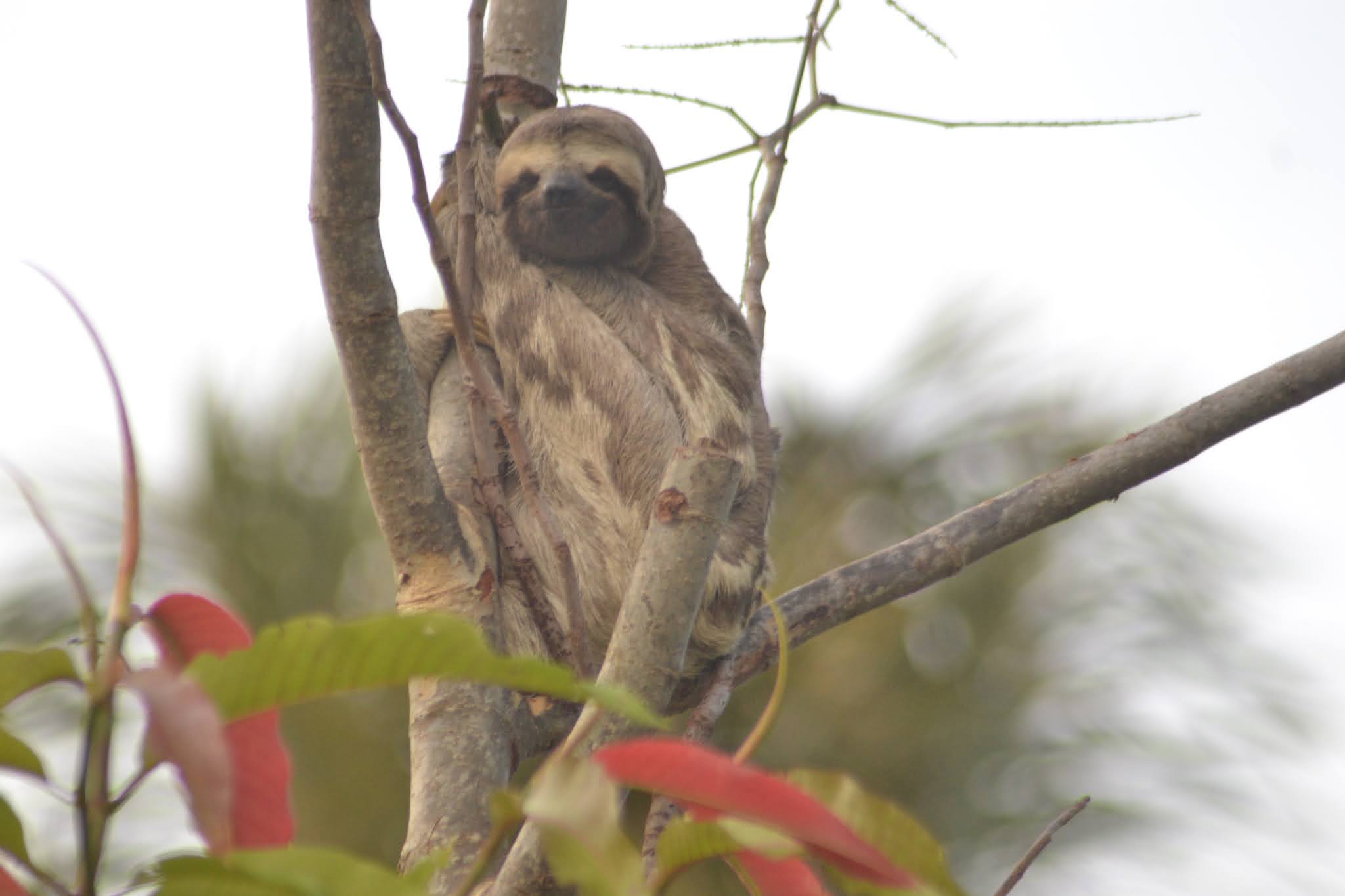 Wildlife, History and Adventure In the Amazon