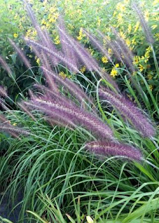 Purple is Becoming the Most Popular Color in the World