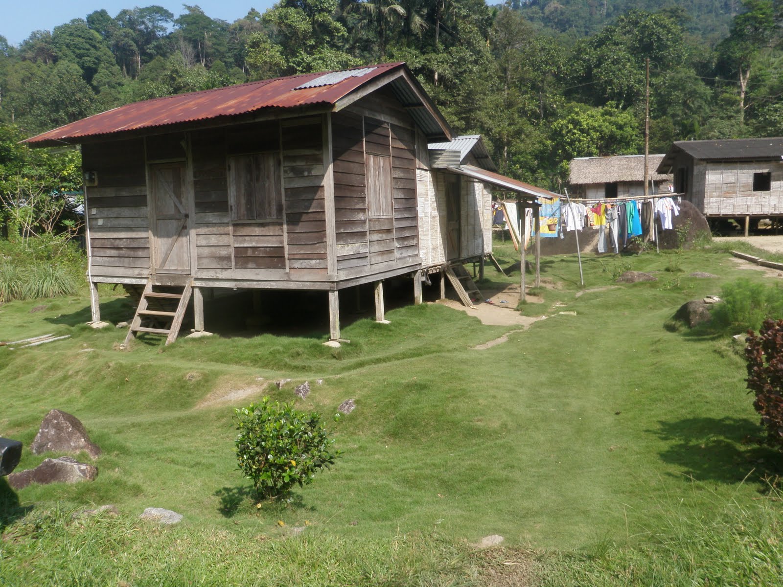 Roots: Rafflesia in Ulu Geroh, Gopeng 9thFeb2011