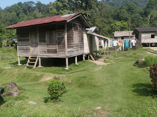 Roots: Rafflesia in Ulu Geroh, Gopeng 9thFeb2011