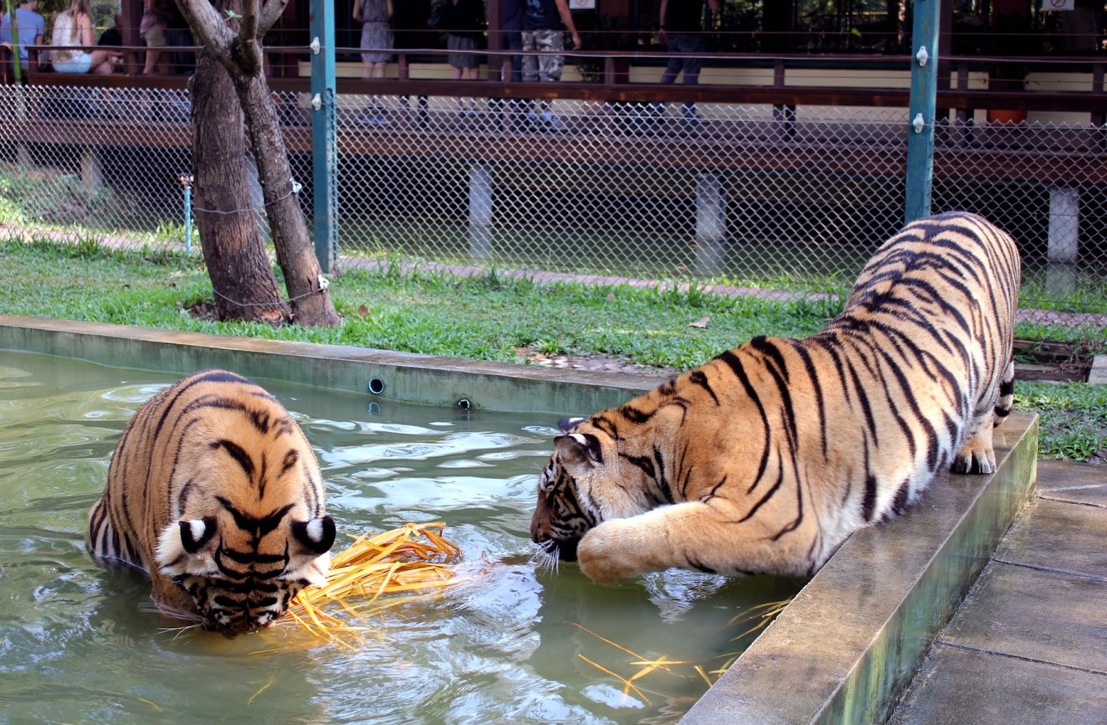 Market of Eden: A Visit to Tiger Kingdom