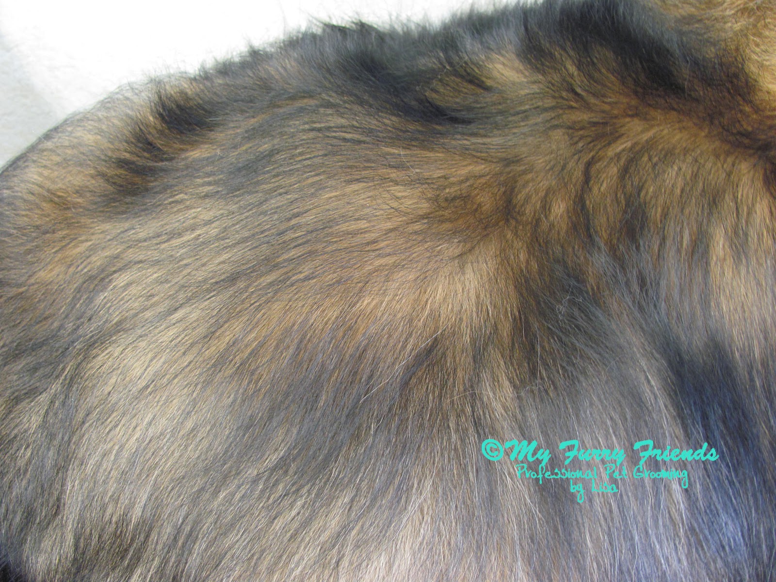 Pet Grooming: The Good, The Bad, & The Furry: Helping Dogs