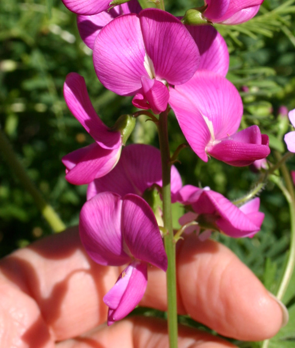 Toowoomba Plants: Pretty Pink Darling Peas