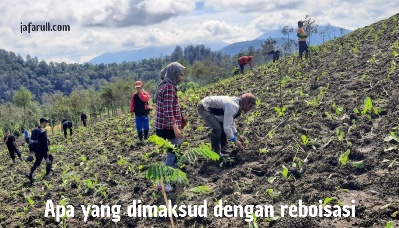 Penanaman Kembali Hutan Yang Telah Ditebang Pohonnya Disebut ...