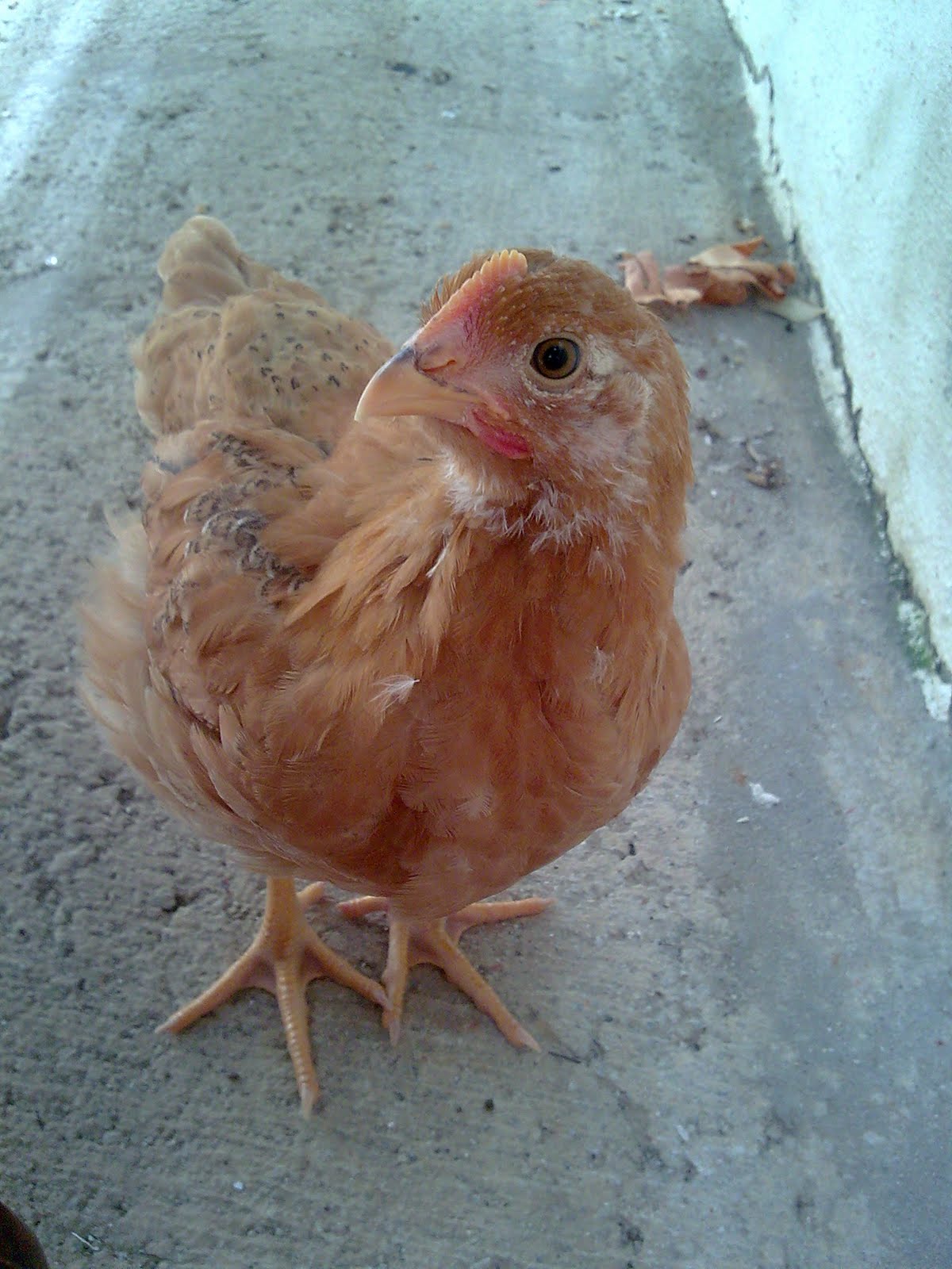 Mascotas I love: GALLINA, POLLITO