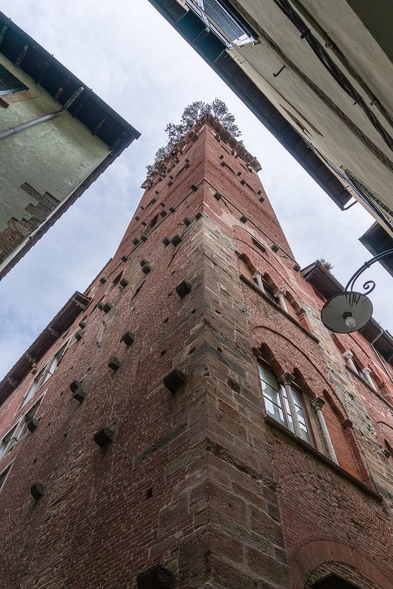 Guinigi Tower Crowned With Oak Trees