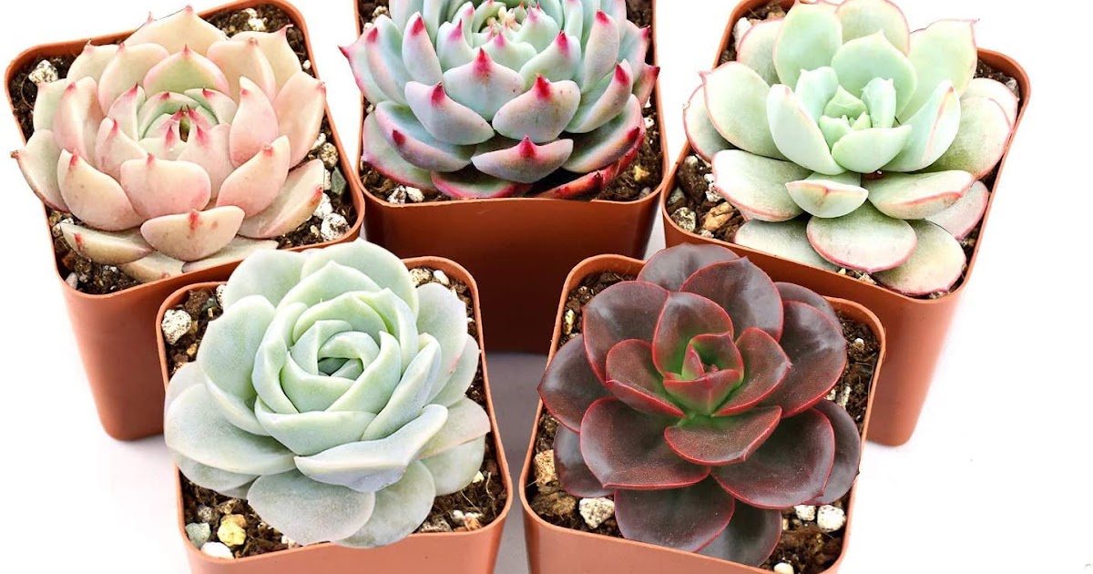 Evergreen Tree planting: Unique Real-Live Succulent Plants- Special ...