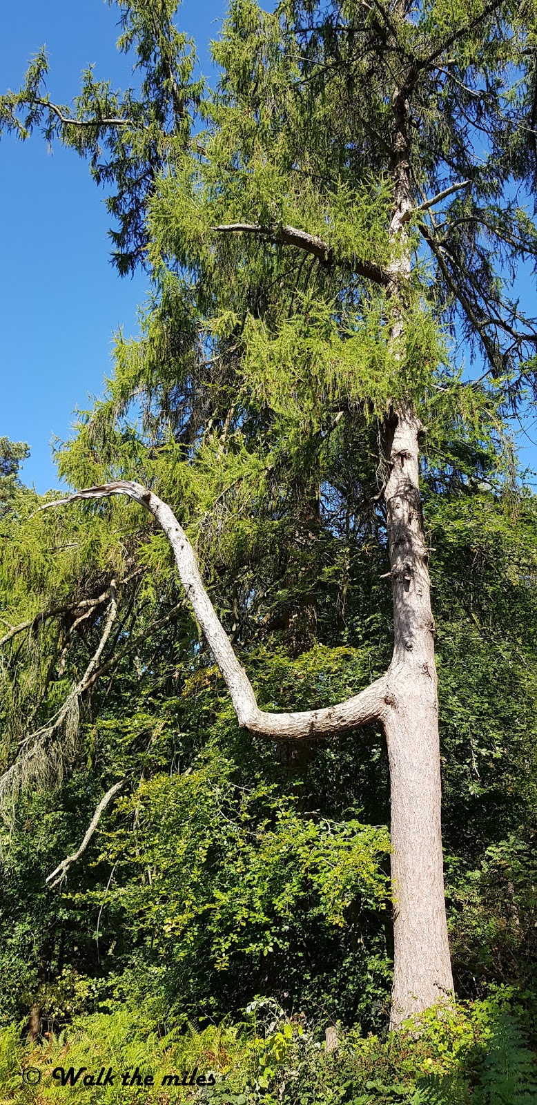 Walk the miles: Winterfold Forest