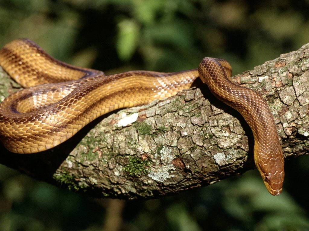 Reptiles Snake Wallpapers