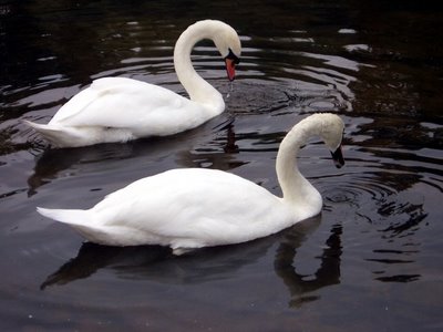 Ternak Angsa | Malik Blog