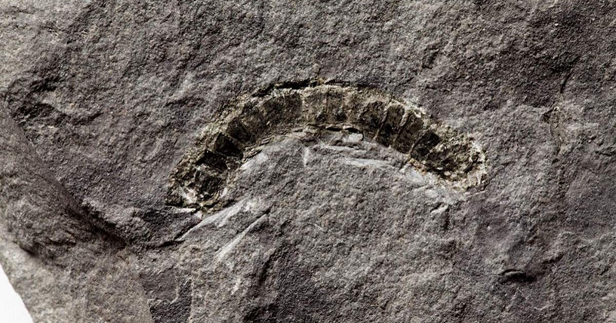 World's Oldest Bug is Fossil Millipede From Scotland - Geology In