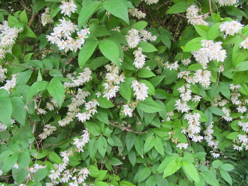 FLORA NEL SALENTO e.. anche altrove: Deutzia scabra Thunb ...