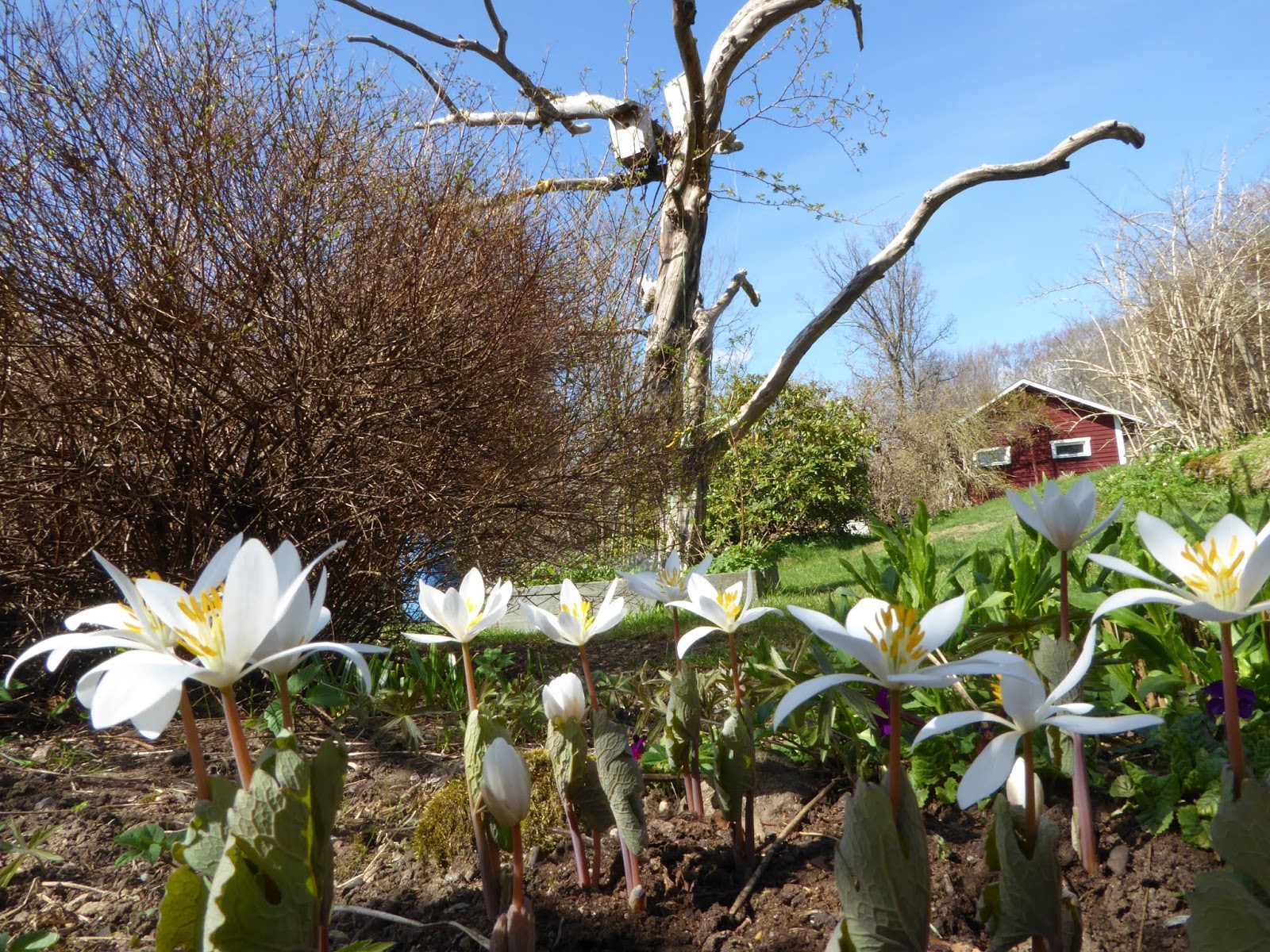 elämää luonnossa: Pihaltamme ja Susannen mustikka ja karhunmaja istutus.