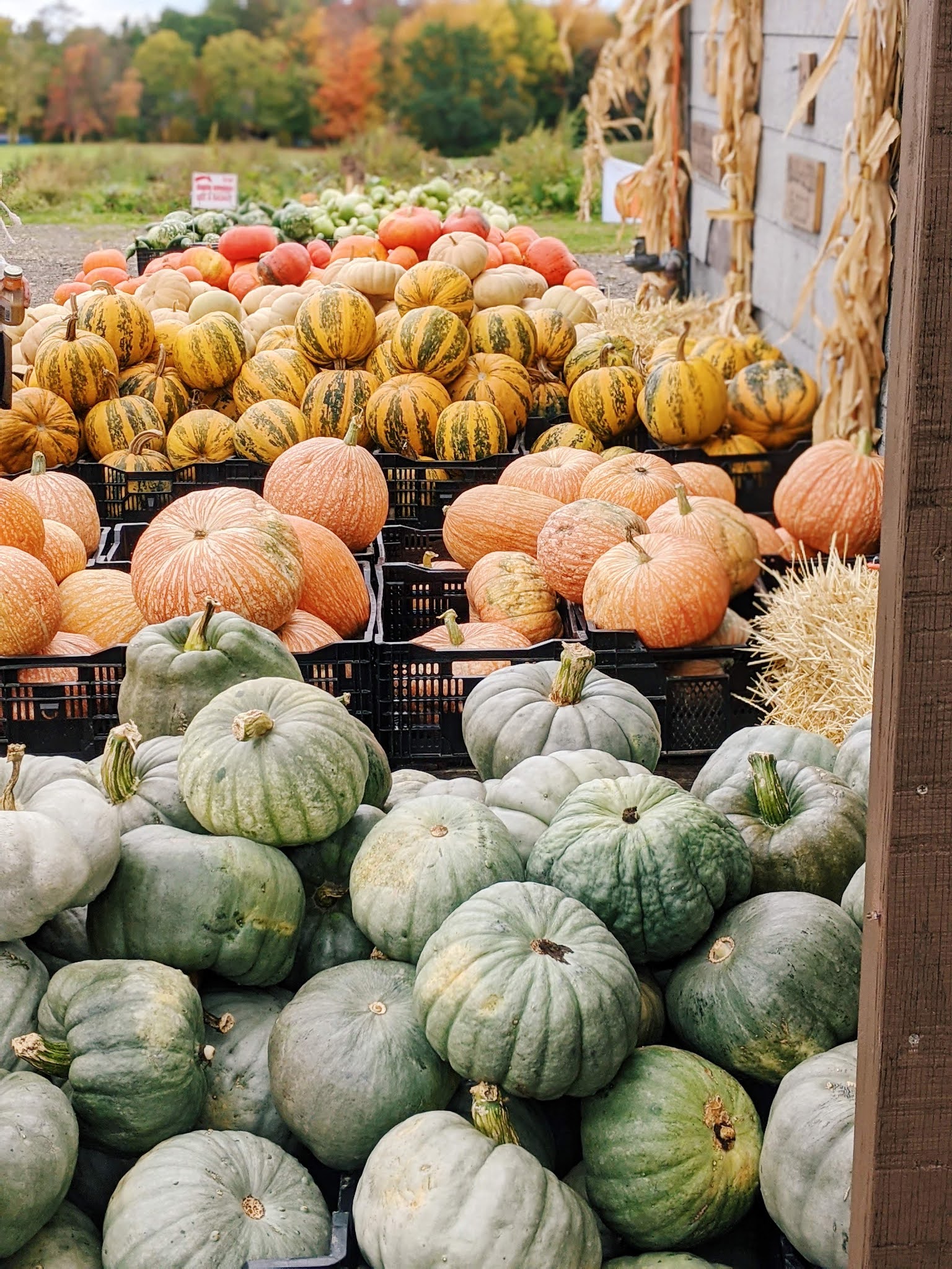 A Perfect Fall Weekend Photo Diary