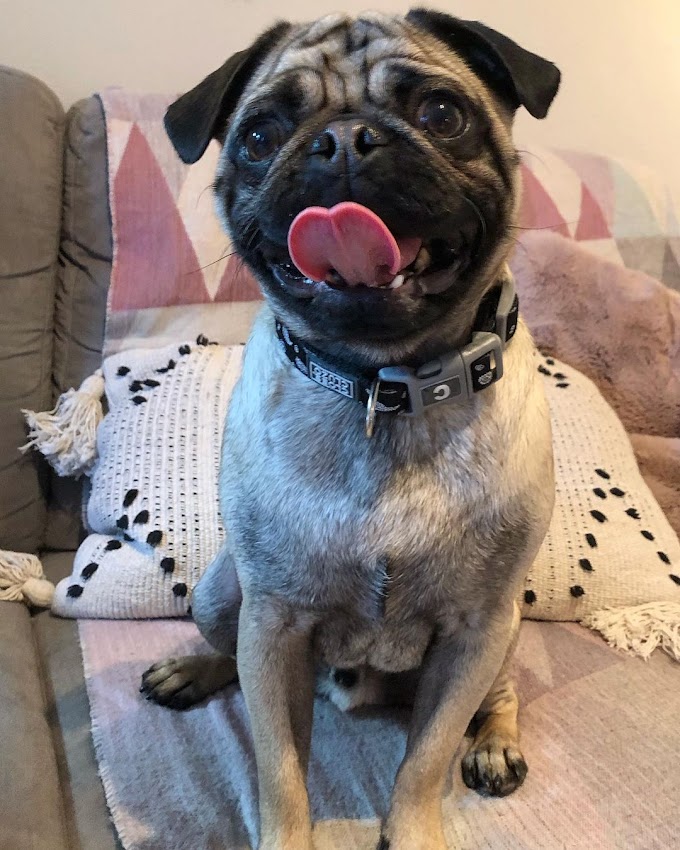 21 Funny Pug Photos That Made The Internet Go "Whoa" This Week