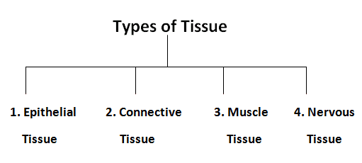 Tissue Definition Meaning Types Of Tissue Tissue Definition Meaning Types Of Tissue