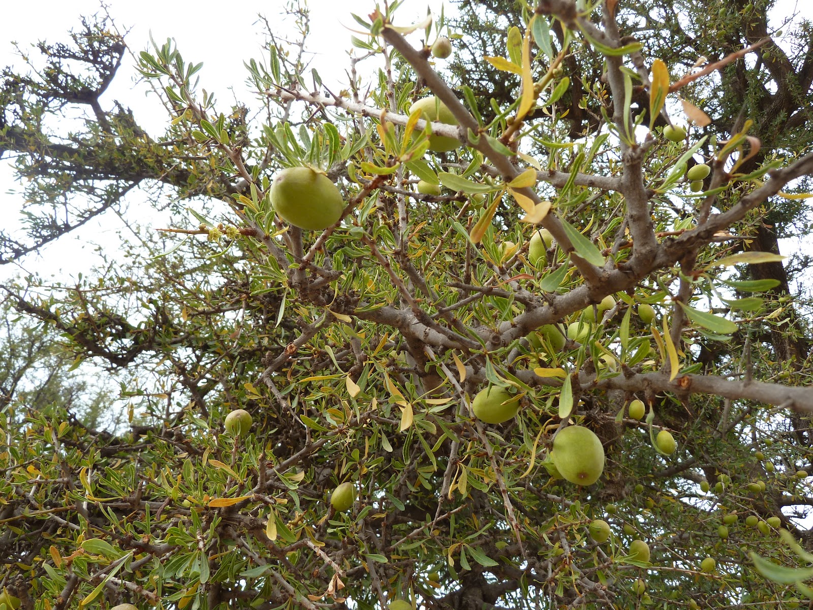 Natural History Museum of L.A. Minblog: Morocco part 2: The High Atlas