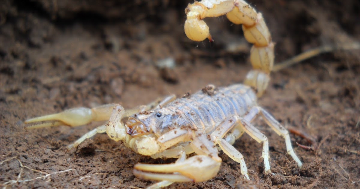 Bioextremadura: Alacrán común