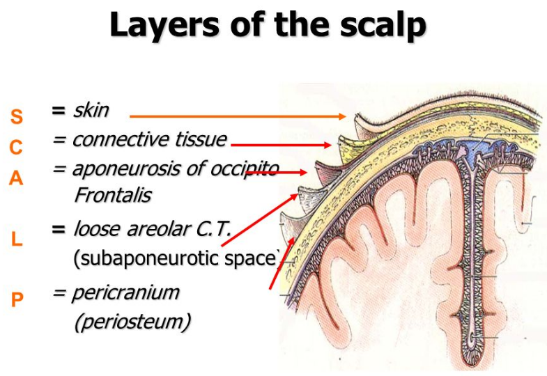 Struktur Anatomi Lapisan Kulit Kepala Manusia atau SCALP - Anatomi Tutorial