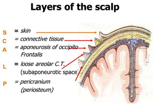 Struktur Anatomi Lapisan Kulit Kepala Manusia atau SCALP - Anatomi Tutorial