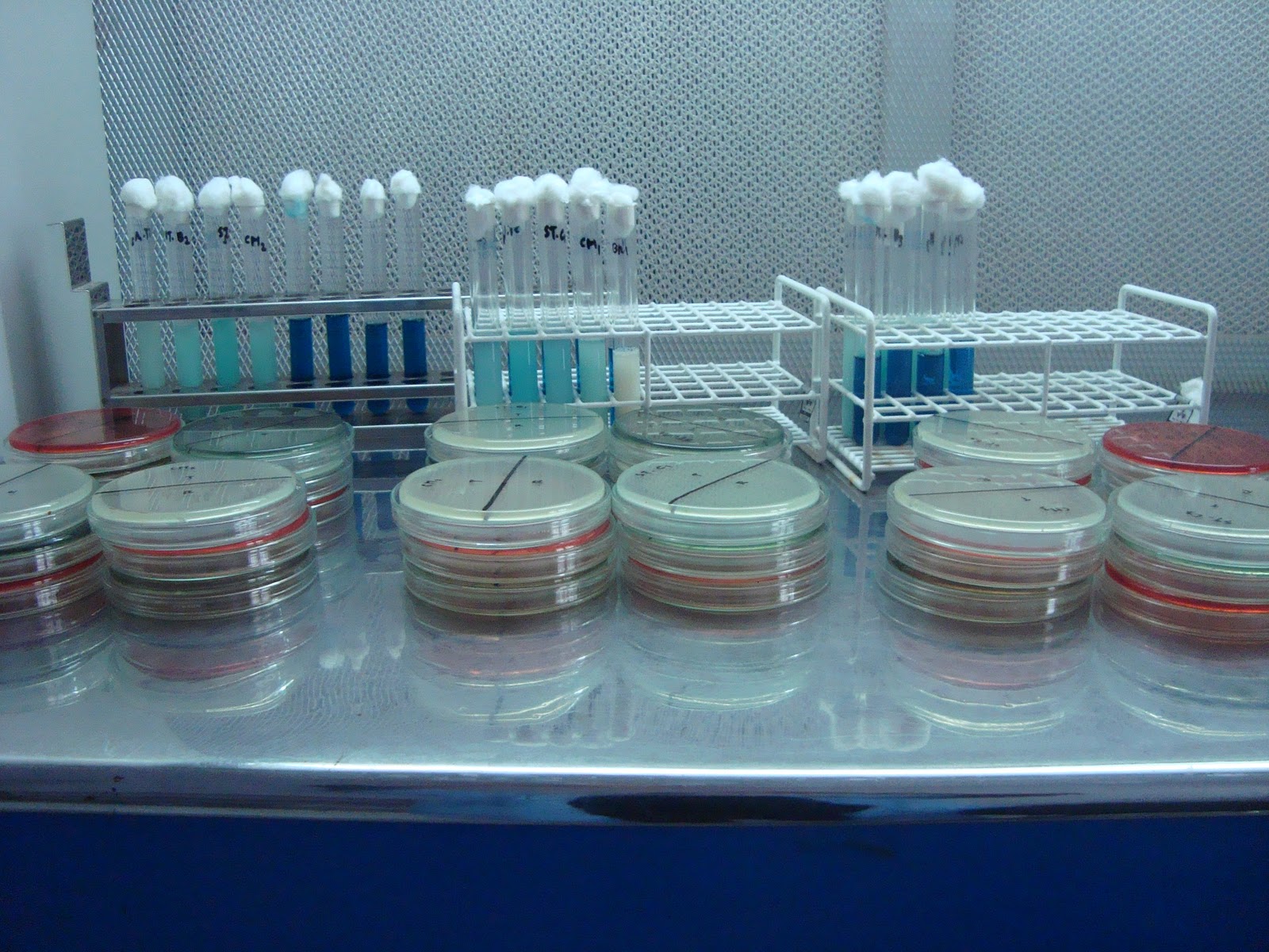 My World Fisheries: Tahap-Tahap Uji Salmonella (SNI-01-2332.2-2006)