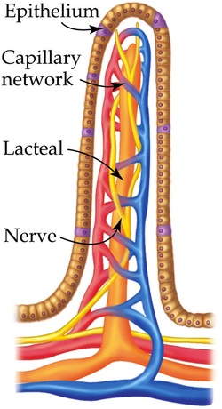 ARCHANA'S BLOG: Villus Structure